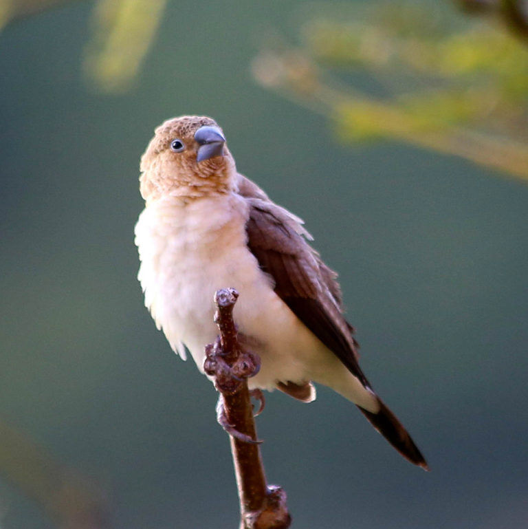 Hawaiʻi Birding Trails | African silverbill