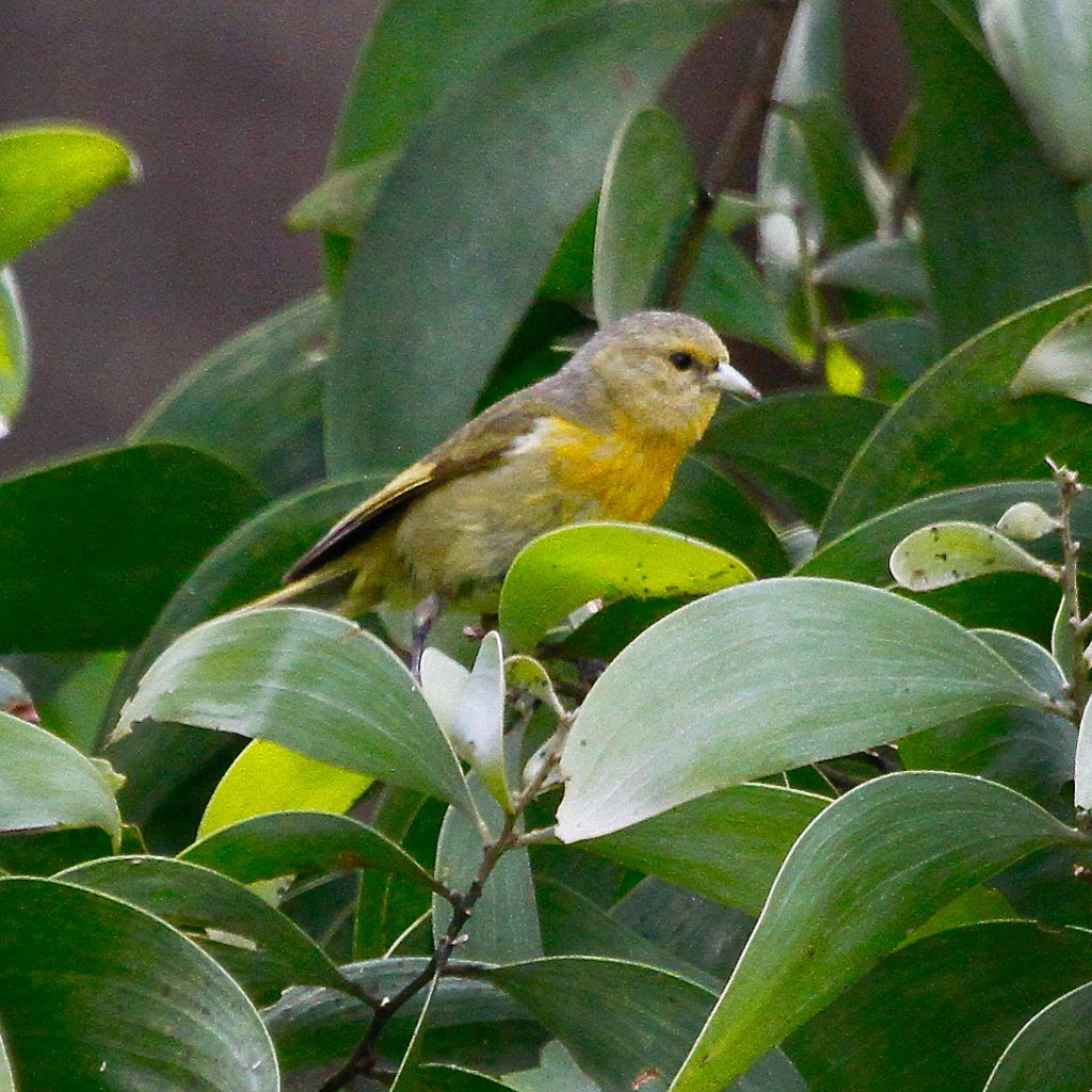 Hawaiʻi Birding Trails | Hawaiʻi ʻākepa