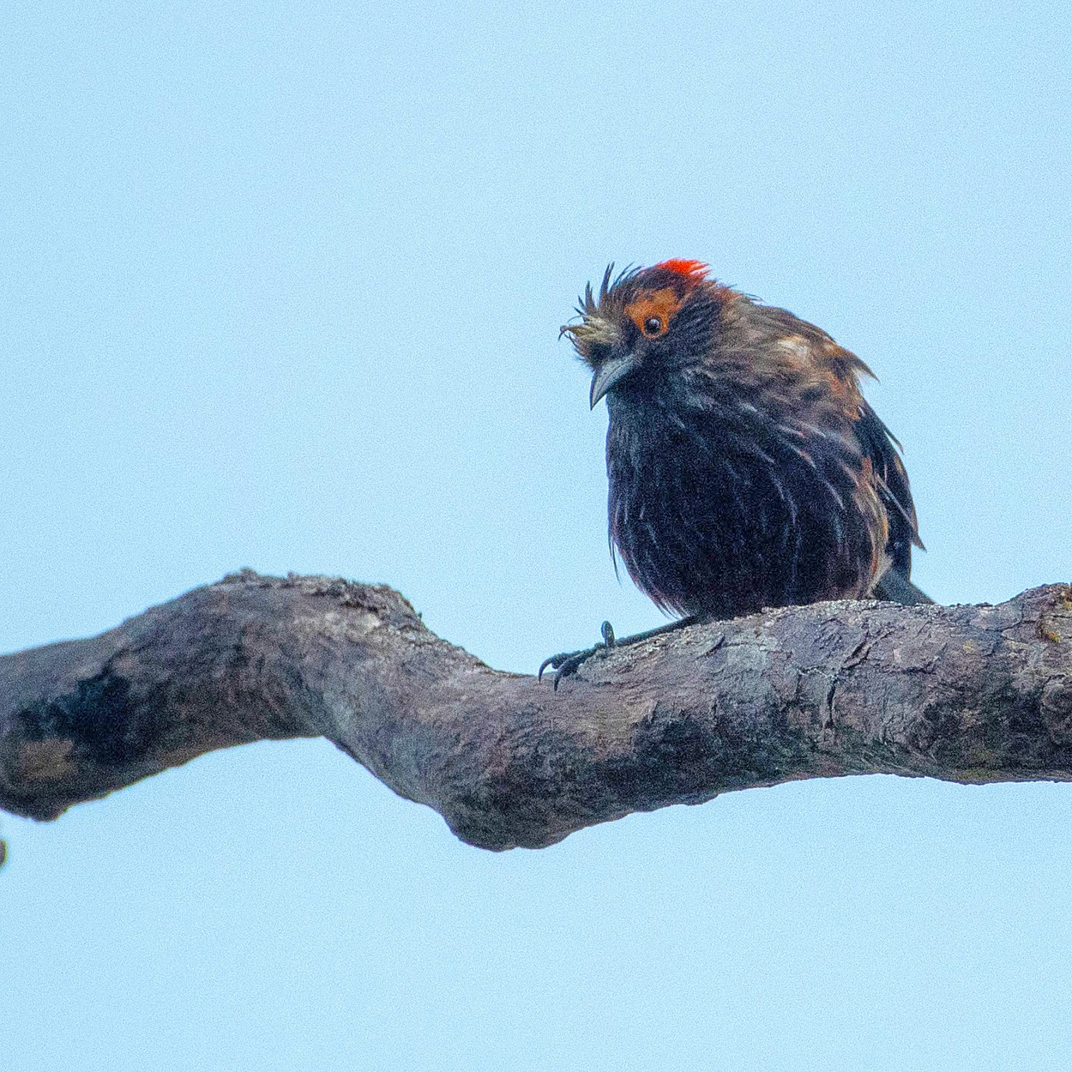 ʻākohekohe | Hawaiʻi Birding Trails