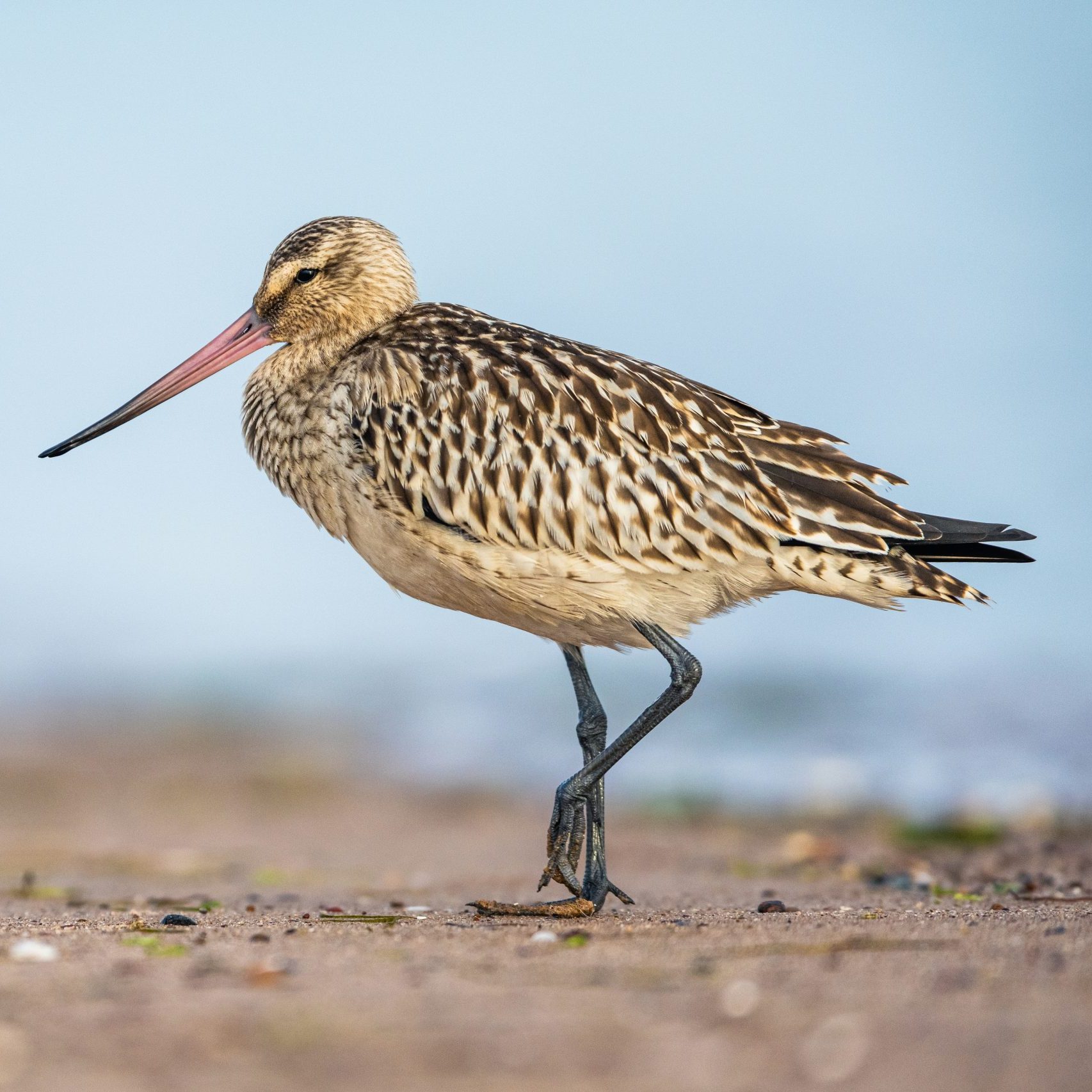 Hawaiʻi Birding Trails | bar-tailed godwit