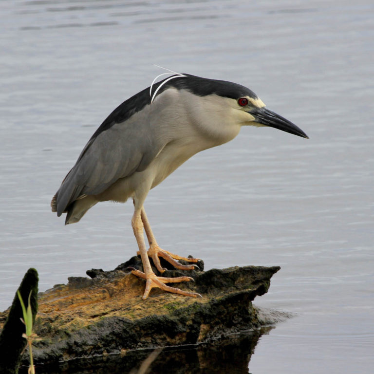 black-crowned night-heron | Hawaiʻi Birding Trails