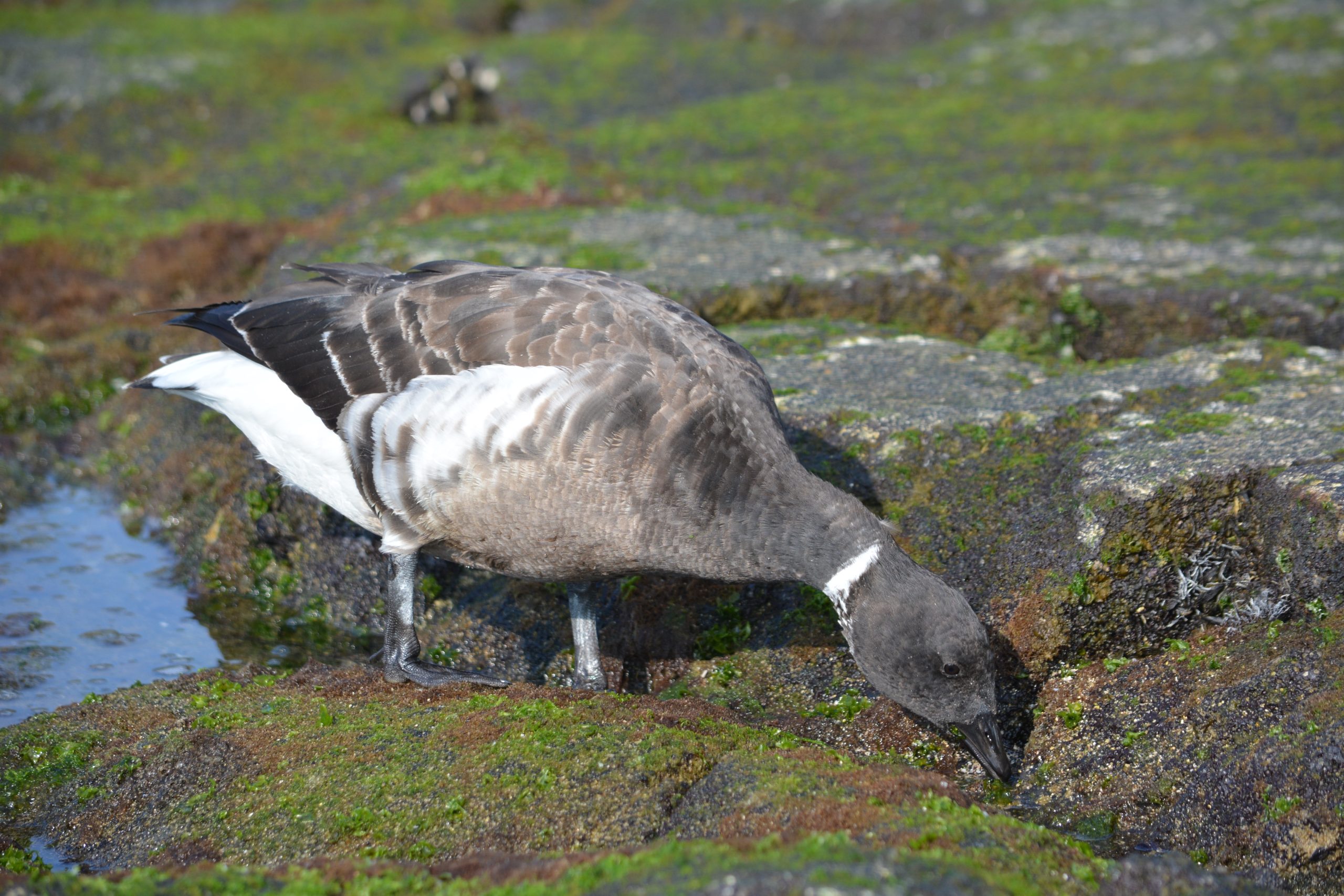 Brant | Hawaiʻi Birding Trails