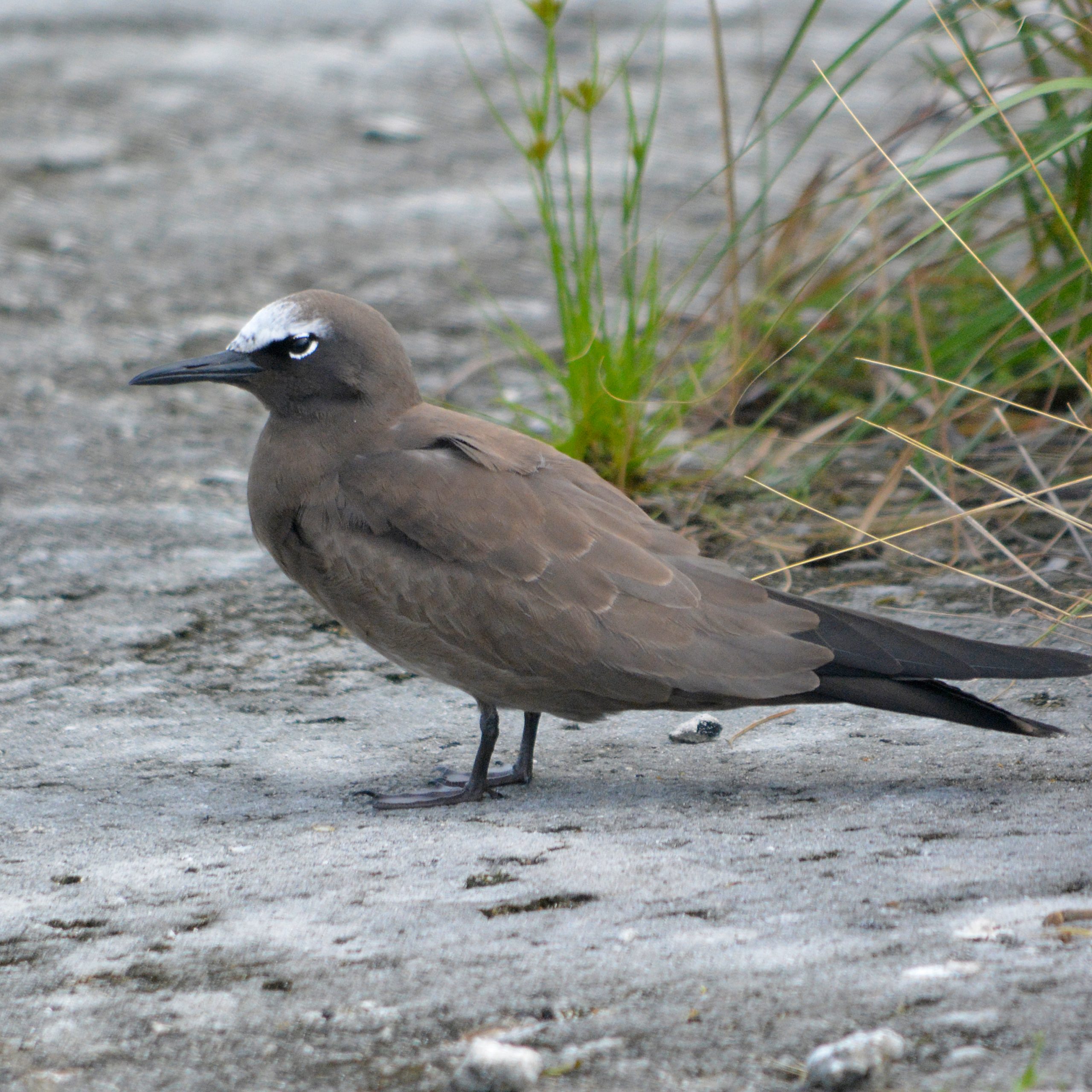 Hawaiʻi Birding Trails | brown noddy