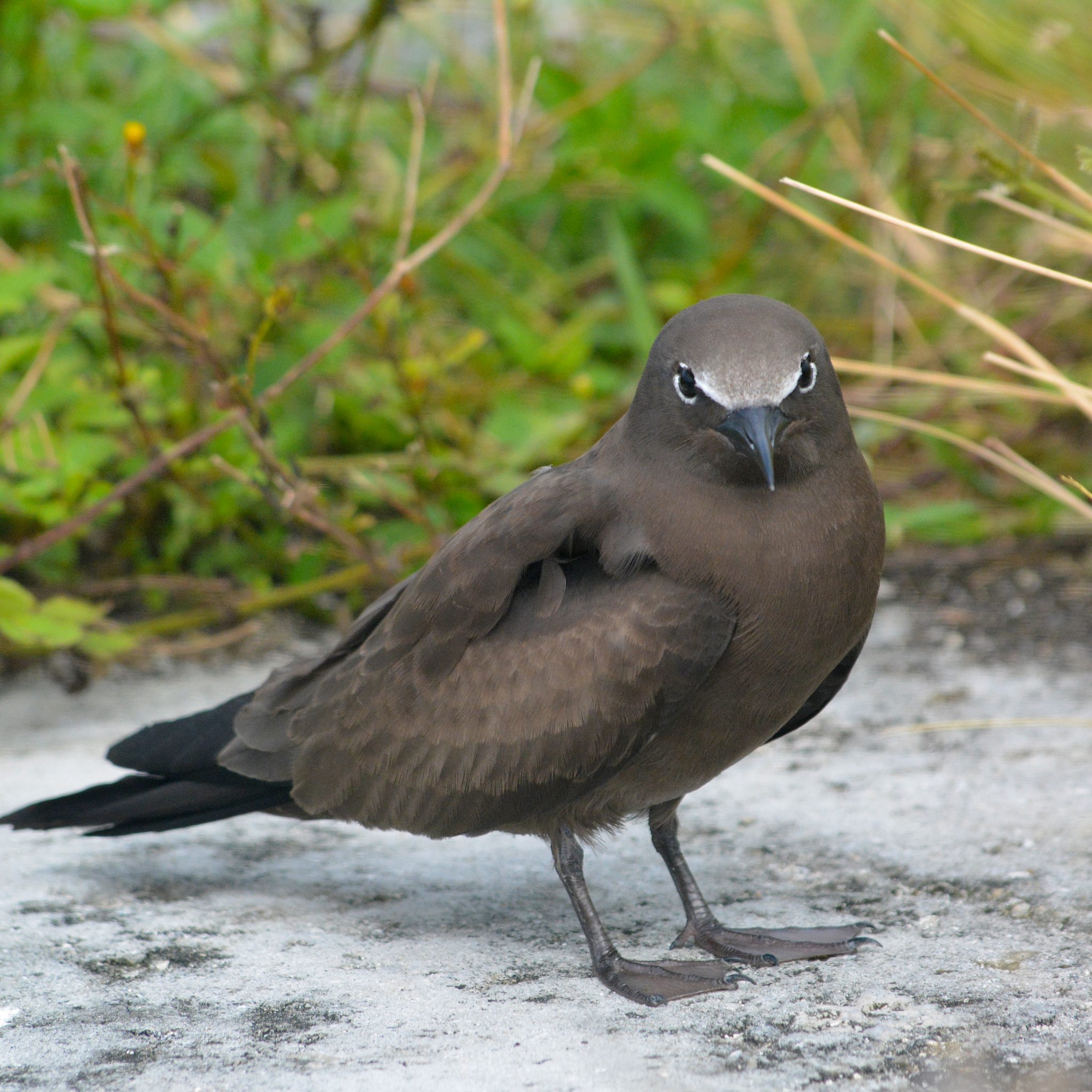 Hawaiʻi Birding Trails | brown noddy