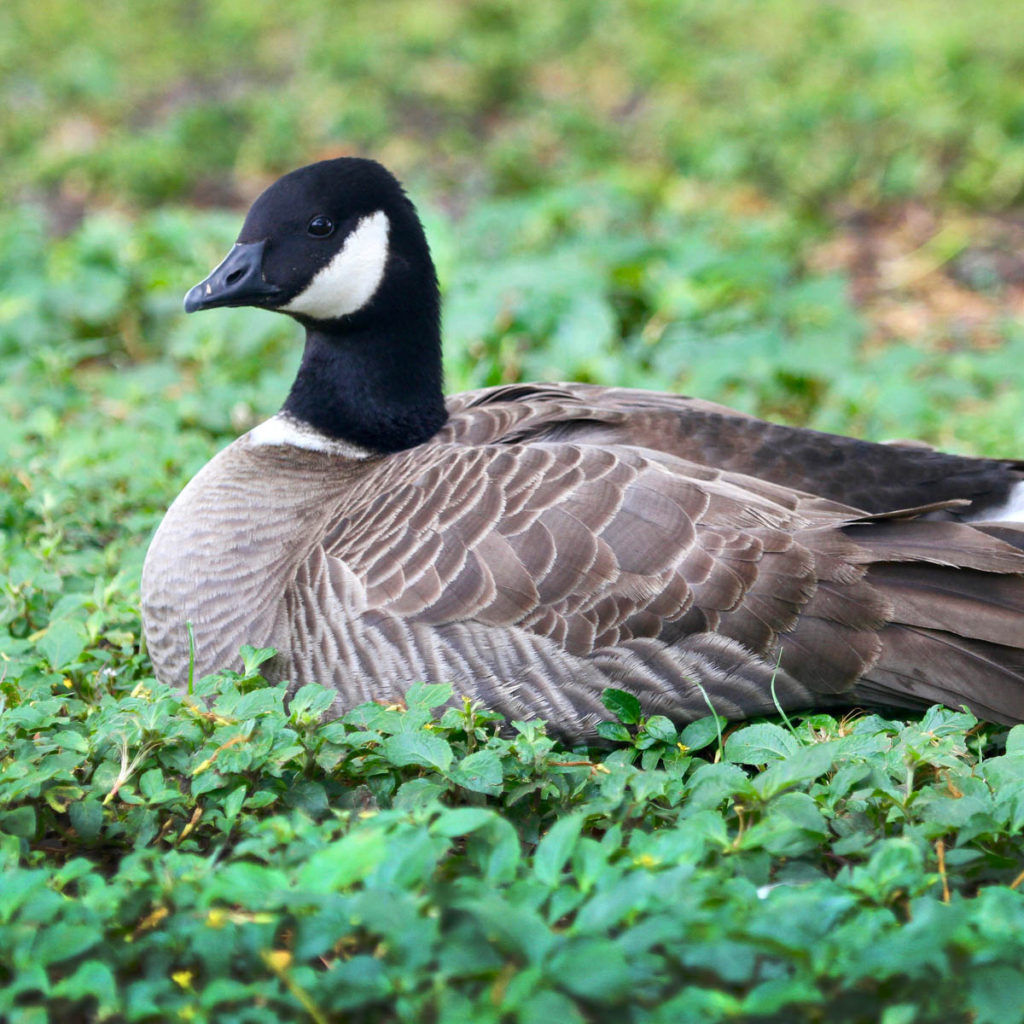 Hawaiʻi Birding Trails | cackling goose
