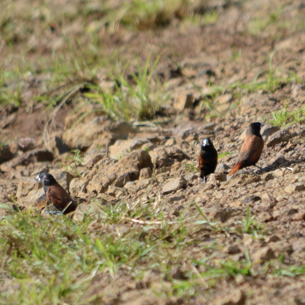 Hawaiʻi Birding Trails | chestnut munia