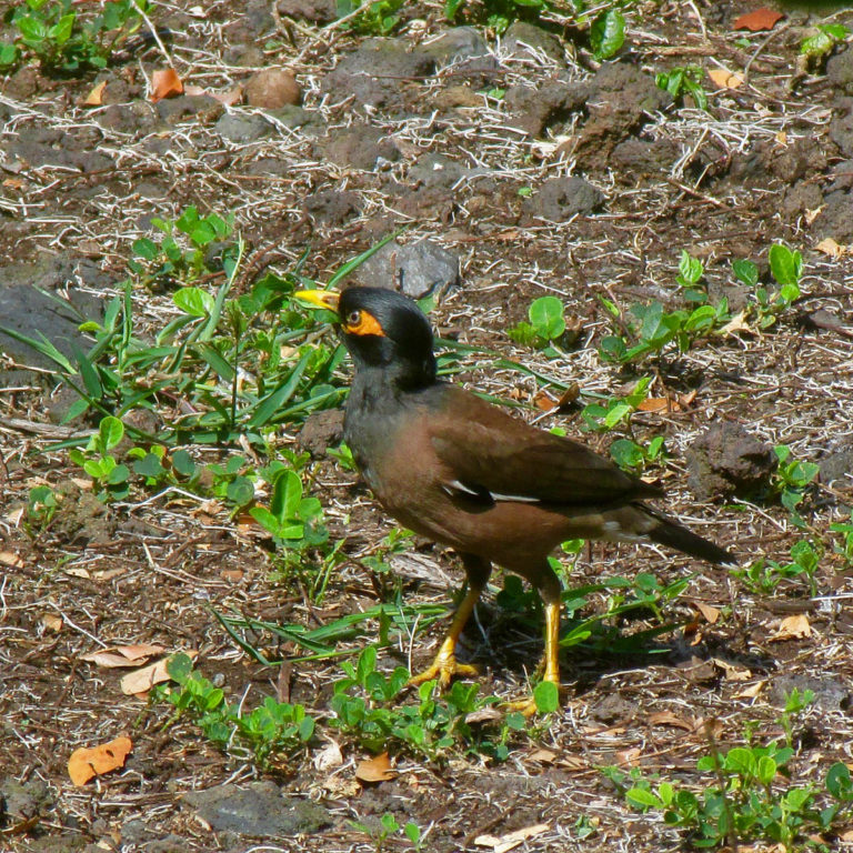 Hawaiʻi Birding Trails | common myna
