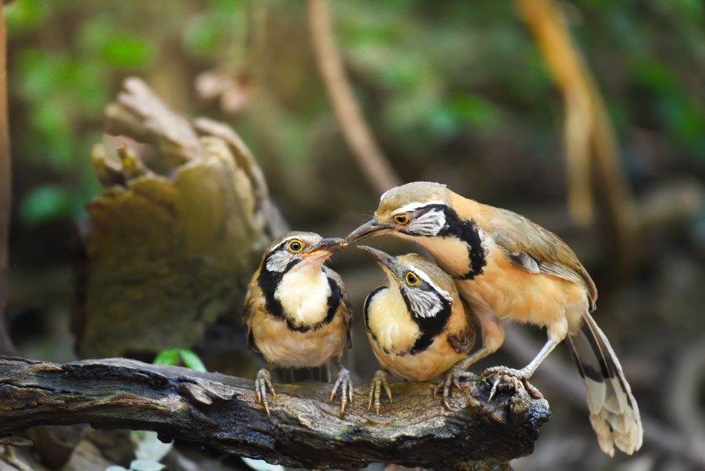 greater necklaced laughingthrush | Hawaiʻi Birding Trails
