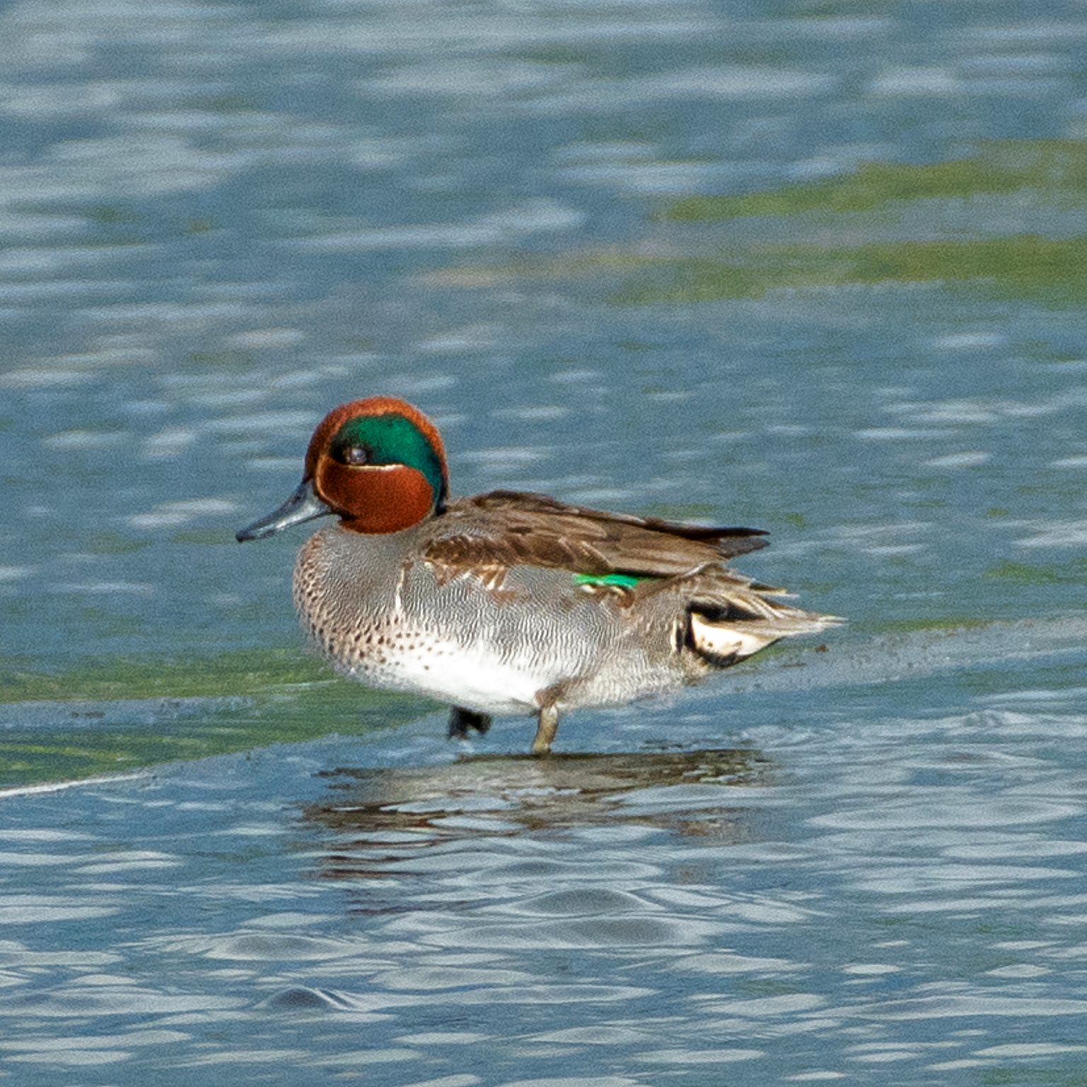 Hawaiʻi Birding Trails | Birds