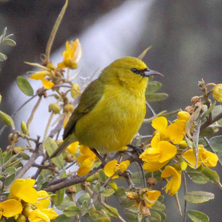 Hawaiʻi Birding Trails | Hawaiʻi ʻamakihi
