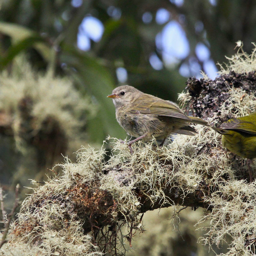 Hawaiʻi Birding Trails | Hawaii creeper