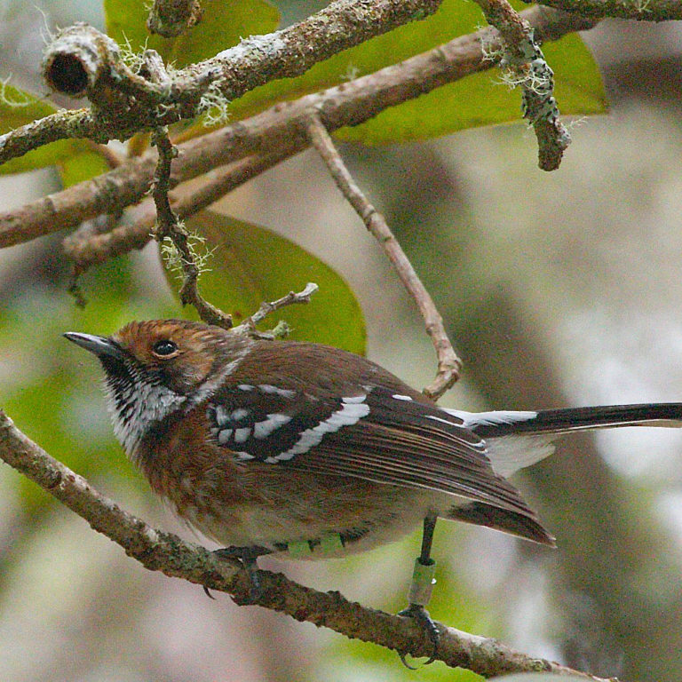 Hawaiʻi Birding Trails | Hawaii elepaio