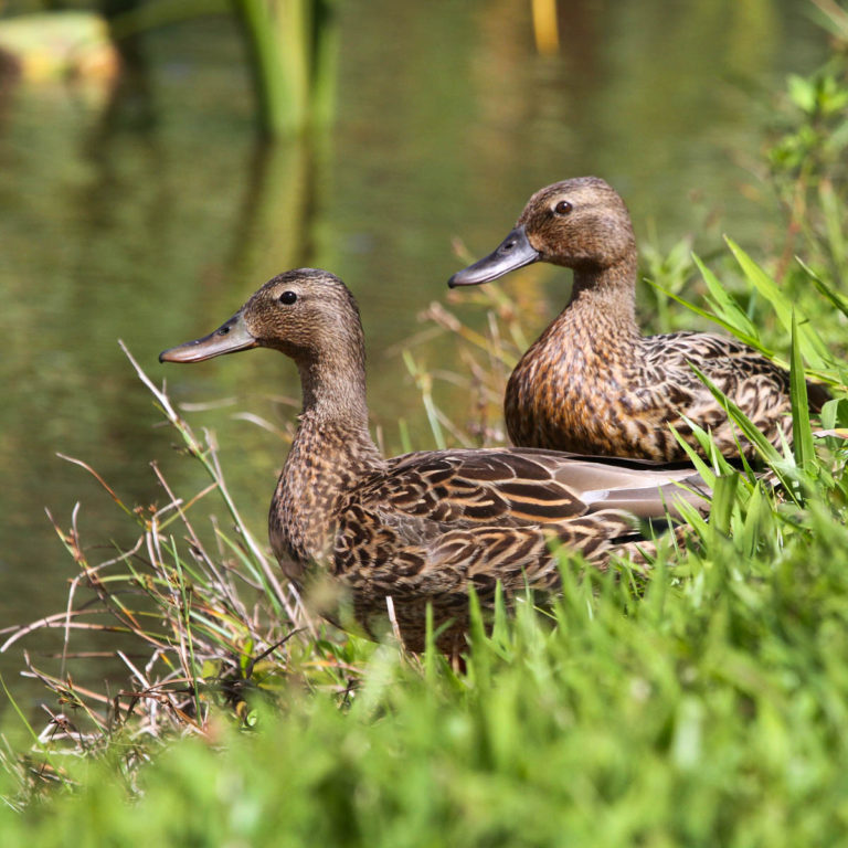 Hawaiʻi Birding Trails | Hawaiian duck