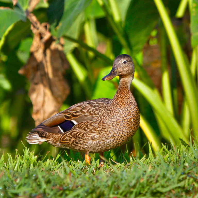 Hawaiian duck | Hawaiʻi Birding Trails