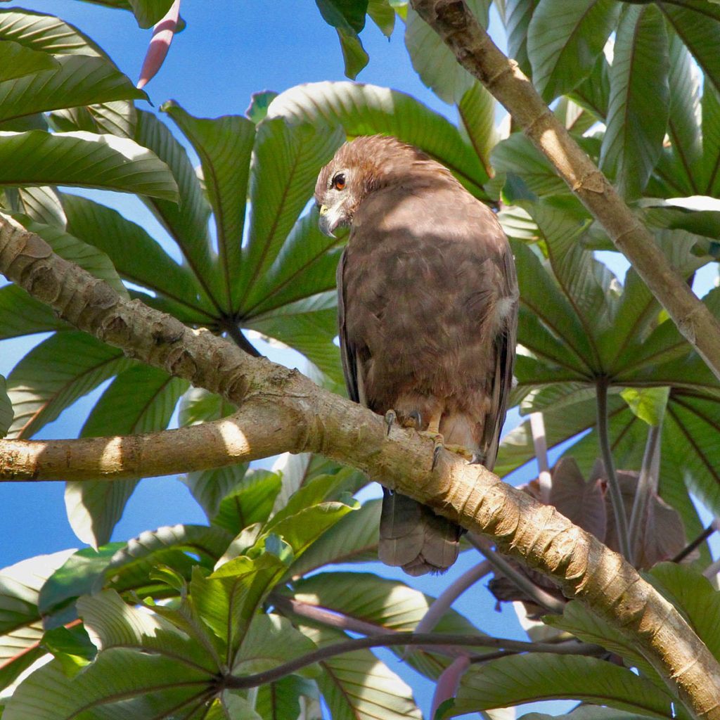 Hawaiʻi Birding Trails | Hawaiian hawk