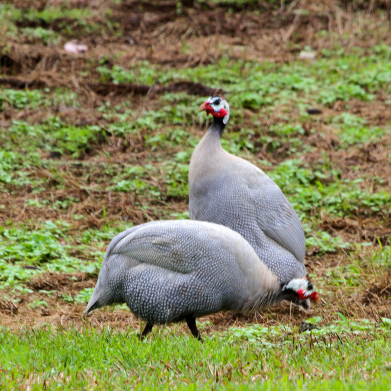 helmeted guineafowl (domestic type) | Hawaiʻi Birding Trails