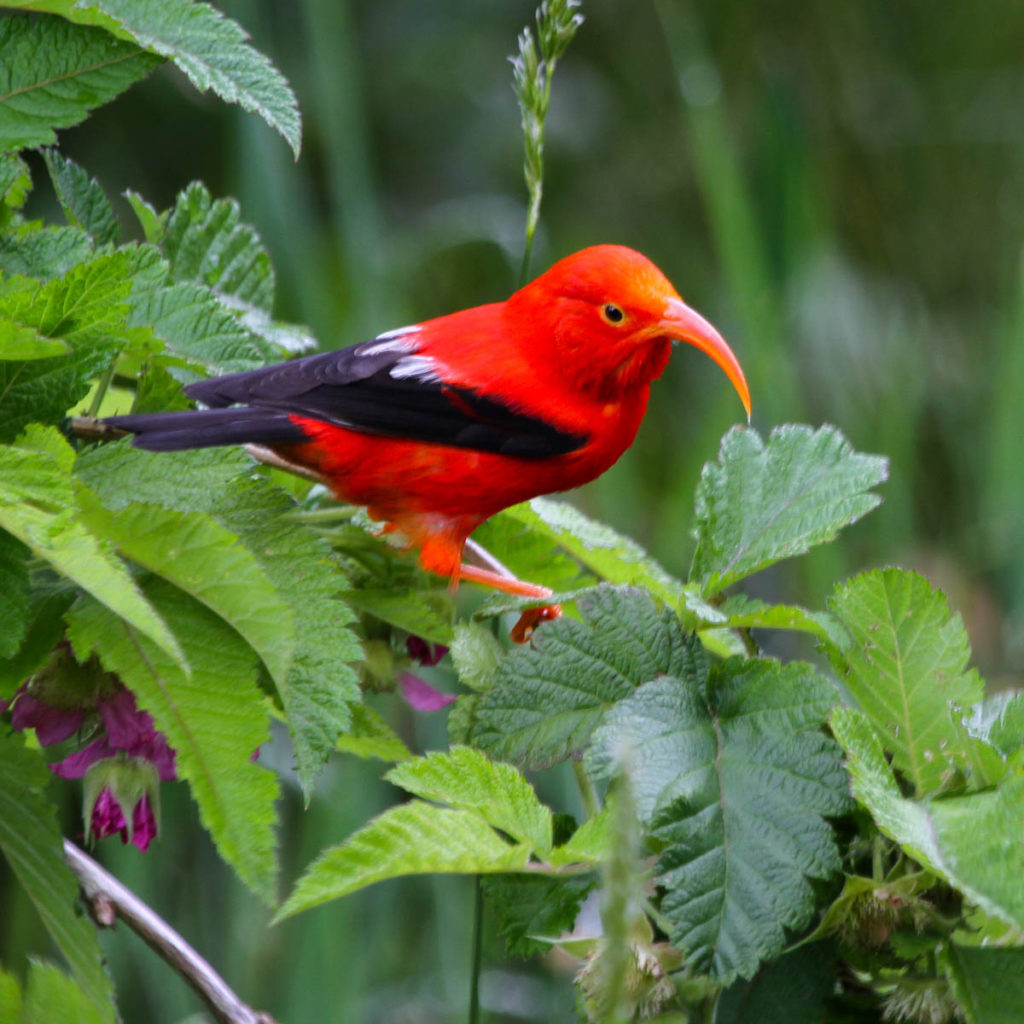 Hawaiʻi Birding Trails | iiwi