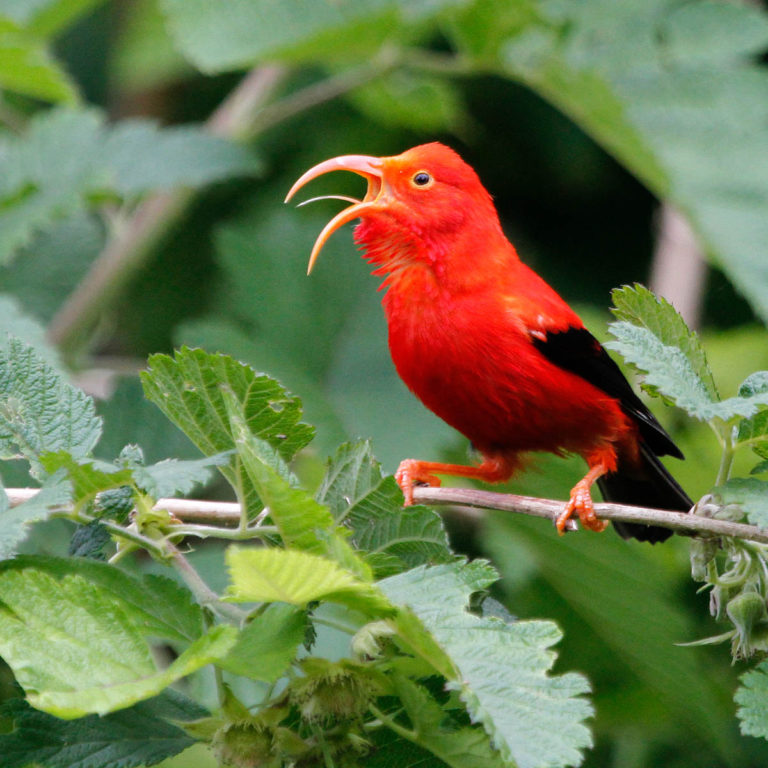 Hawaiʻi Birding Trails | iiwi