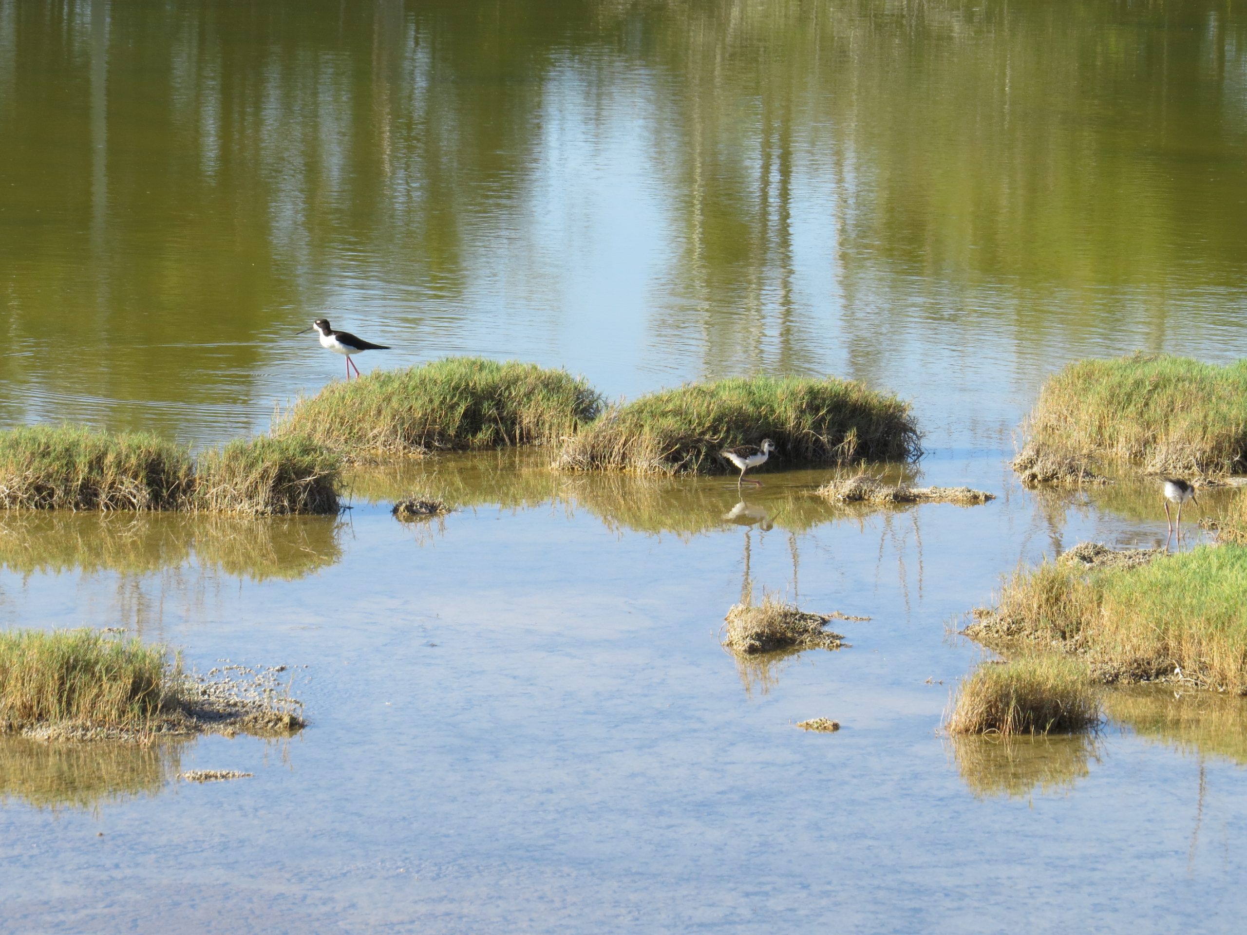 Hawaiʻi Birding Trails | Kanahā Pond State Wildlife Sanctuary