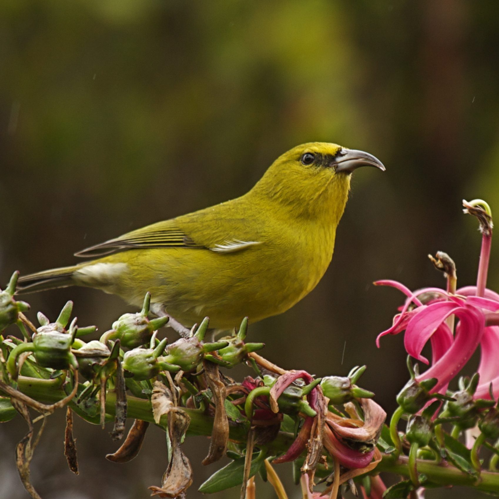 Kauaʻi ʻamakihi | Hawaiʻi Birding Trails