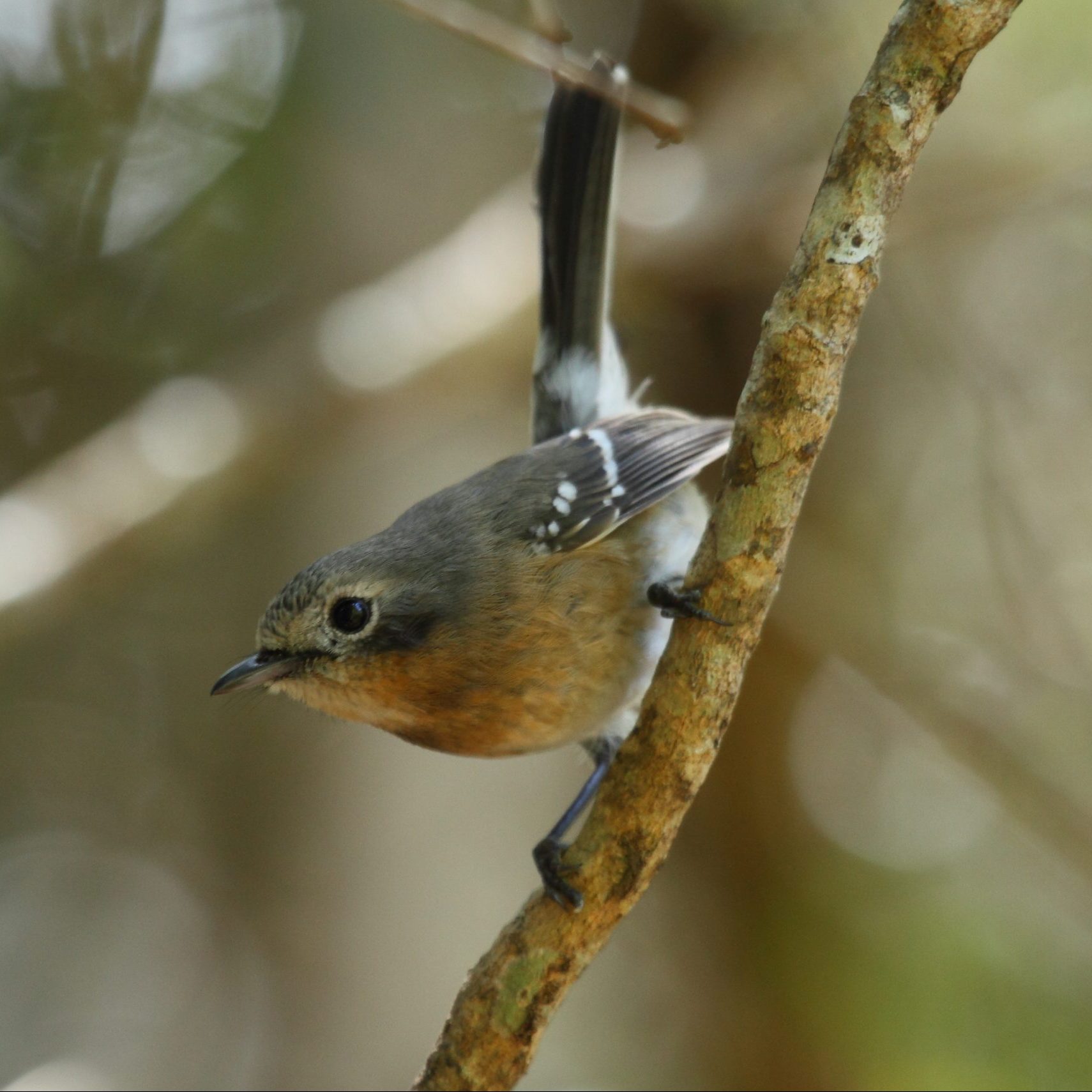 Hawaiʻi Birding Trails | Kauaʻi ʻelepaio
