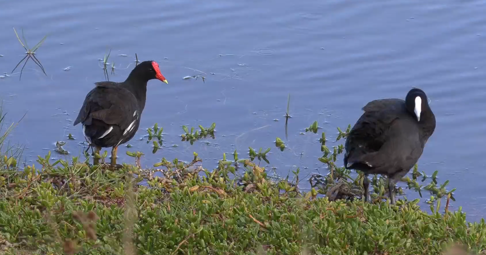 Hawaiʻi Birding Trails | Kawaiʻele State Waterbird Sanctuary
