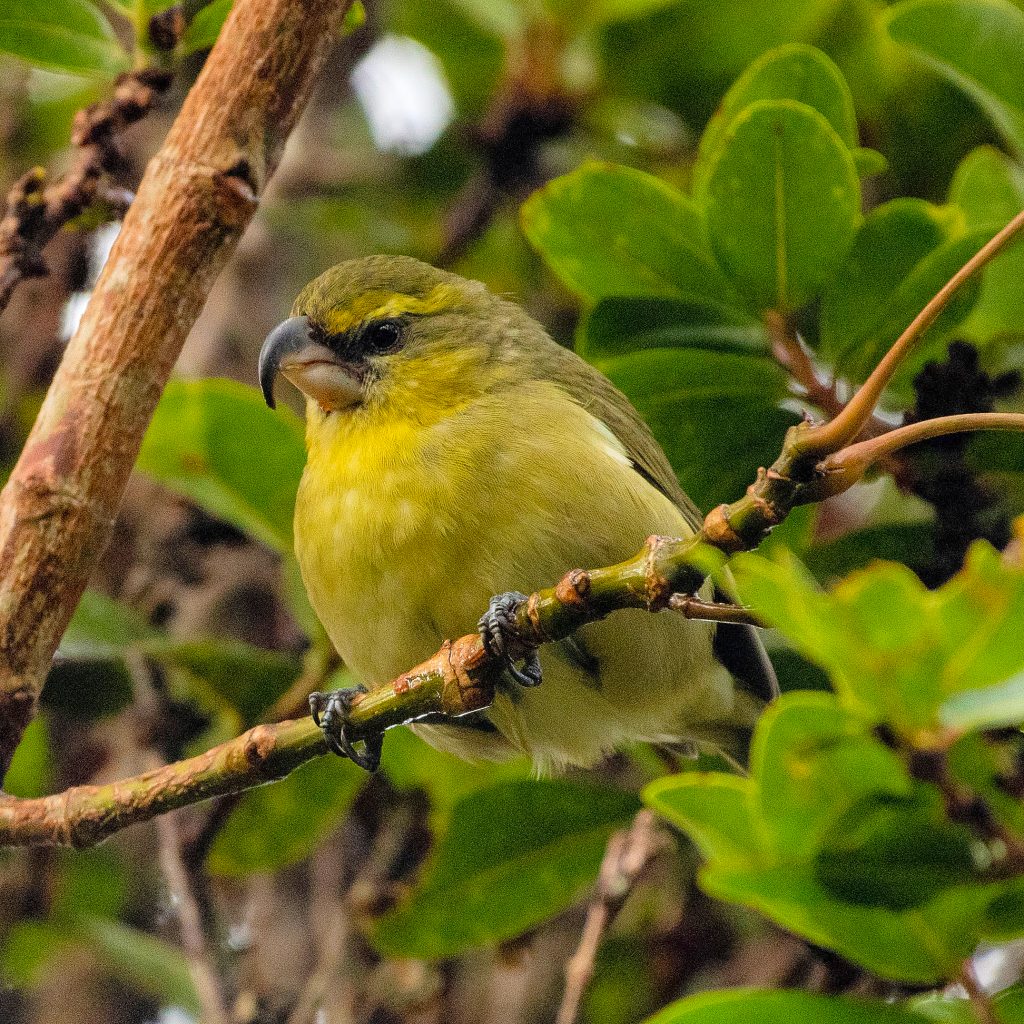 Hawaiʻi Birding Trails | Maui parrotbill