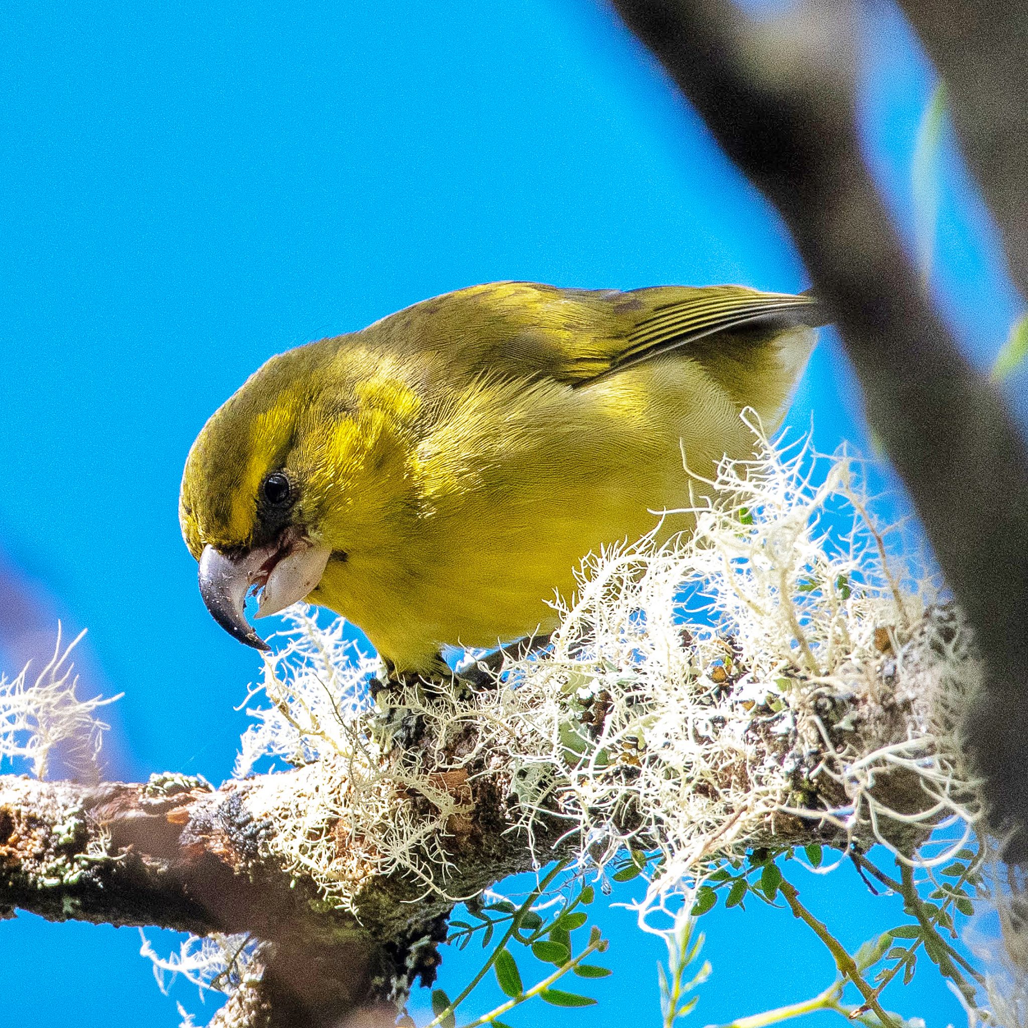Hawaiʻi Birding Trails | Maui parrotbill