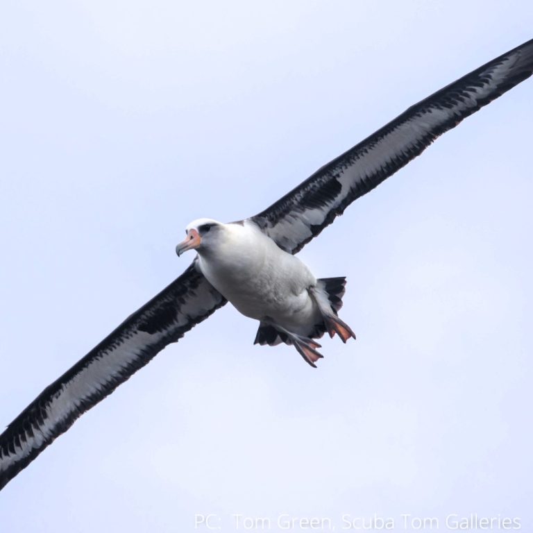 Hawaiʻi Birding Trails | Laysan albatross