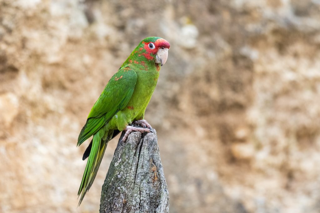 mitred parakeet | Hawaiʻi Birding Trails