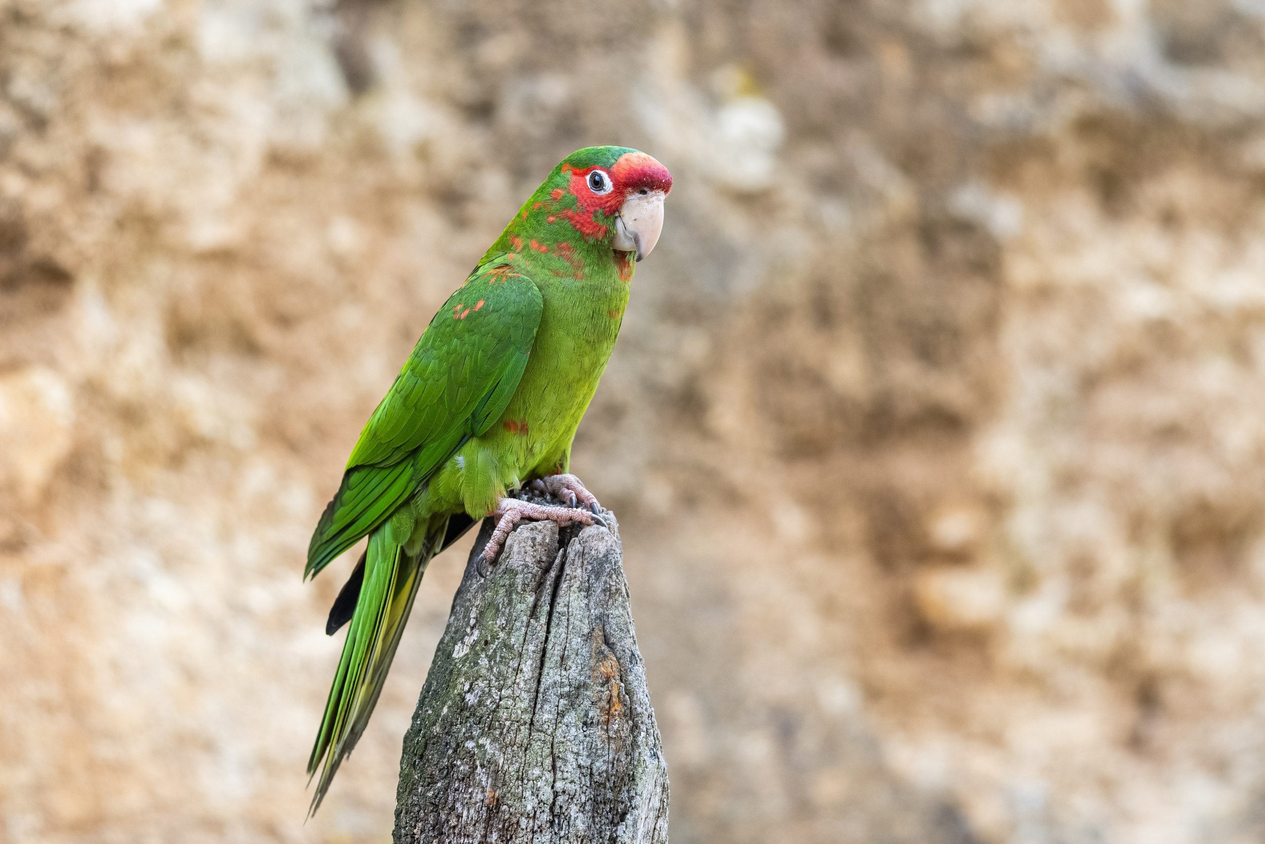 Hawaiʻi Birding Trails | mitred parakeet