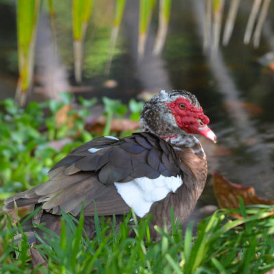 Hawaiʻi Birding Trails | muscovy duck