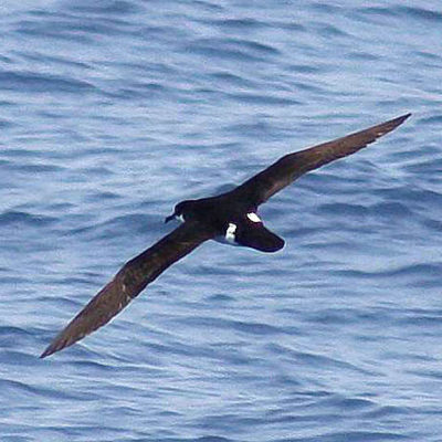 Newell’s shearwater | Hawaiʻi Birding Trails