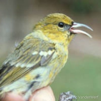Hawaiʻi Birding Trails | O’ahu ‘Amakihi