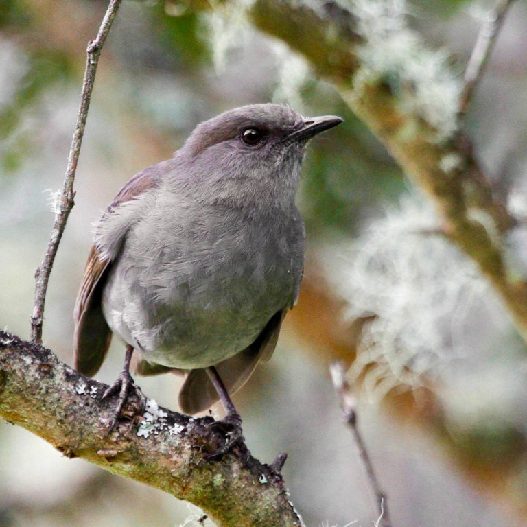 Hawaiʻi Birding Trails | ʻōmaʻo