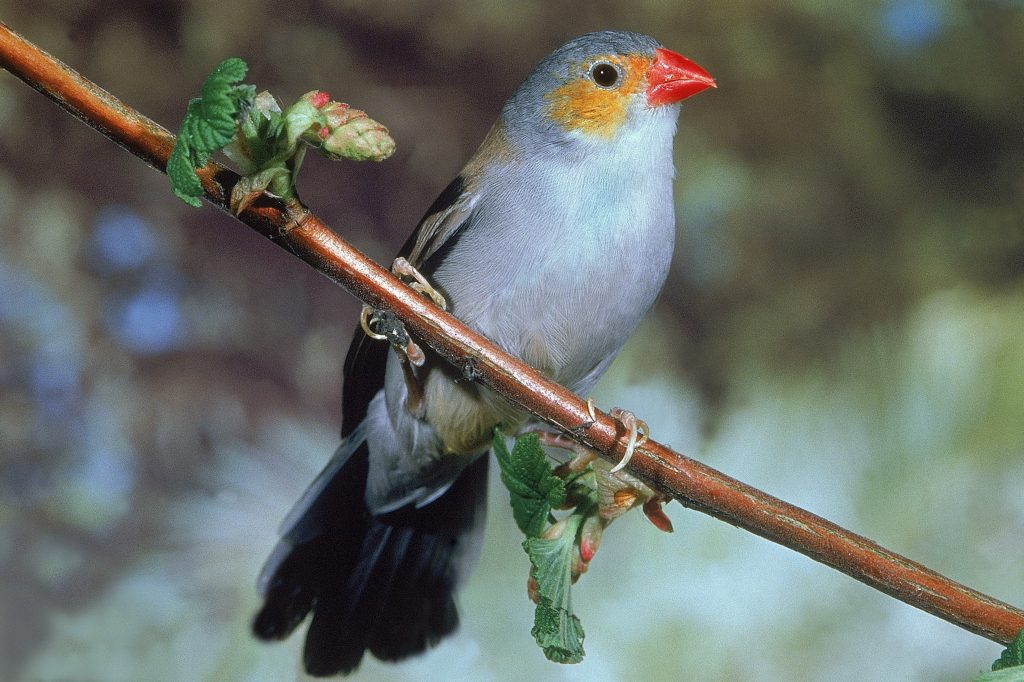 Hawaiʻi Birding Trails | orange-cheeked waxbill