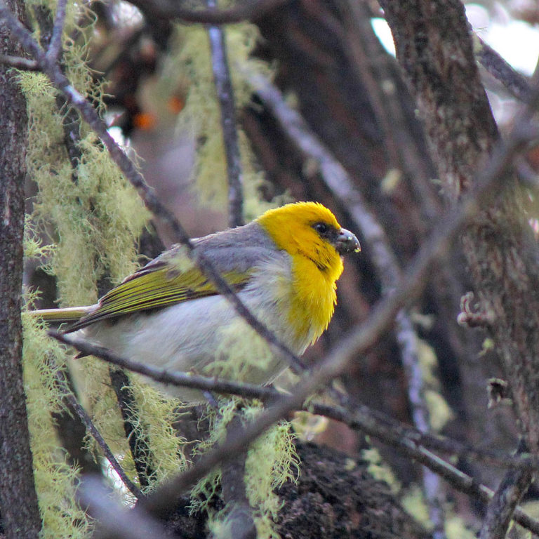 palila | Hawaiʻi Birding Trails