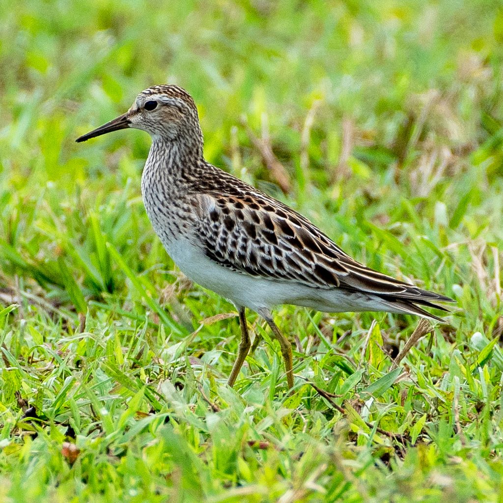 pectoral sandpiper | Hawaiʻi Birding Trails