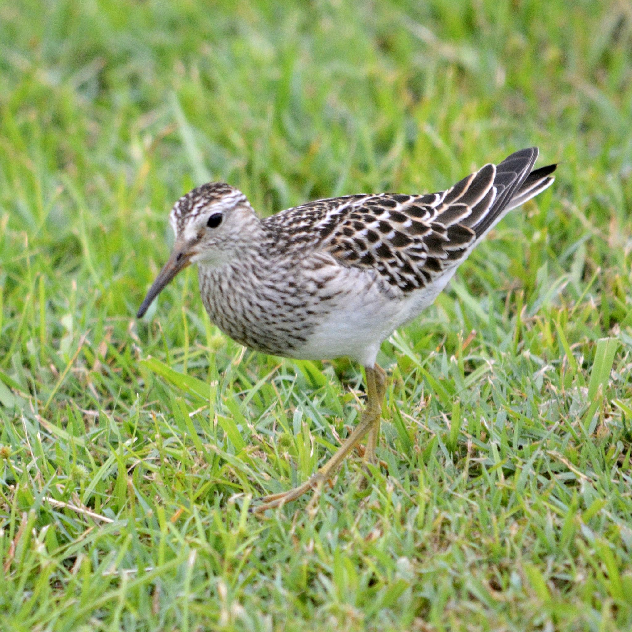 Hawaiʻi Birding Trails | pectoral sandpiper