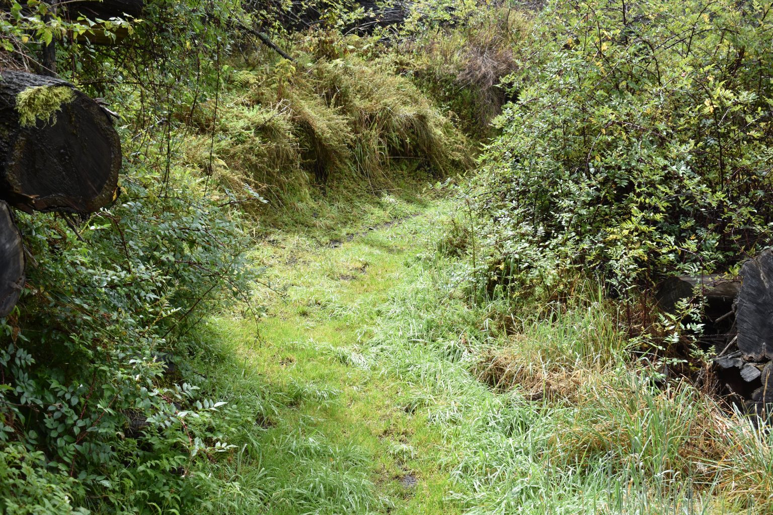 Hawaiʻi Birding Trails | Polipoli Spring State Recreation Area