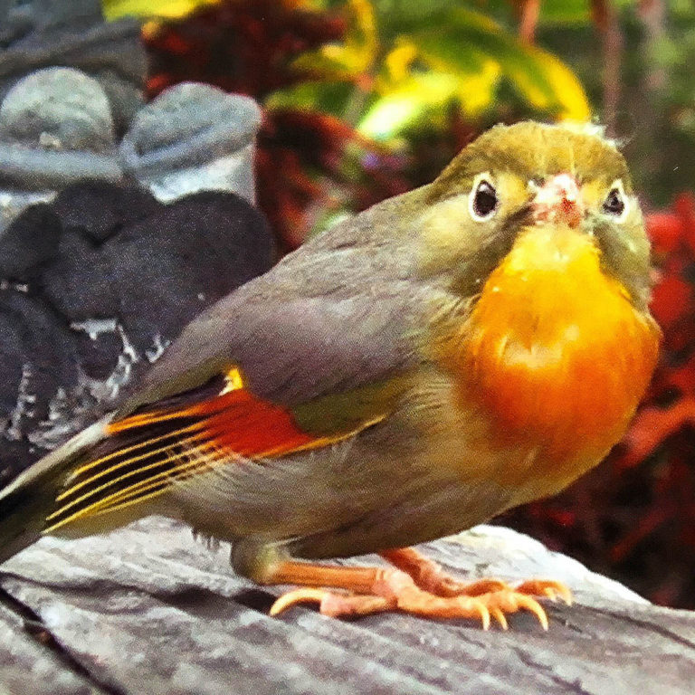 Hawaiʻi Birding Trails | red-billed leiothrix