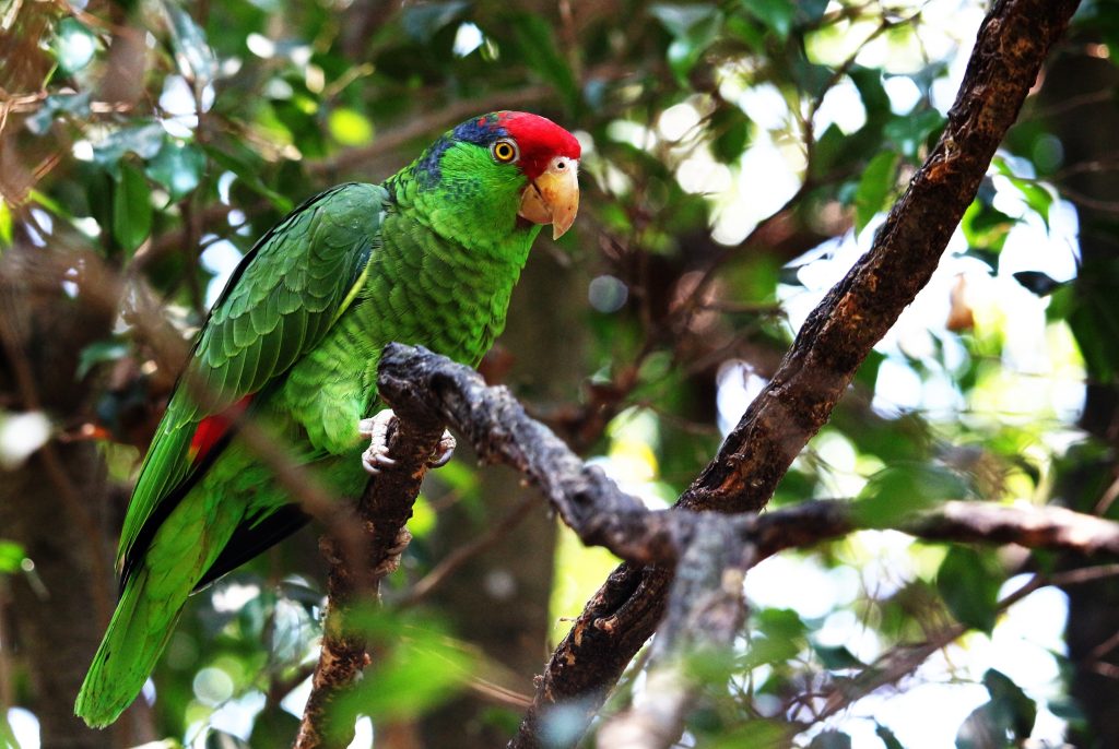 Hawaiʻi Birding Trails | red-crowned parrot
