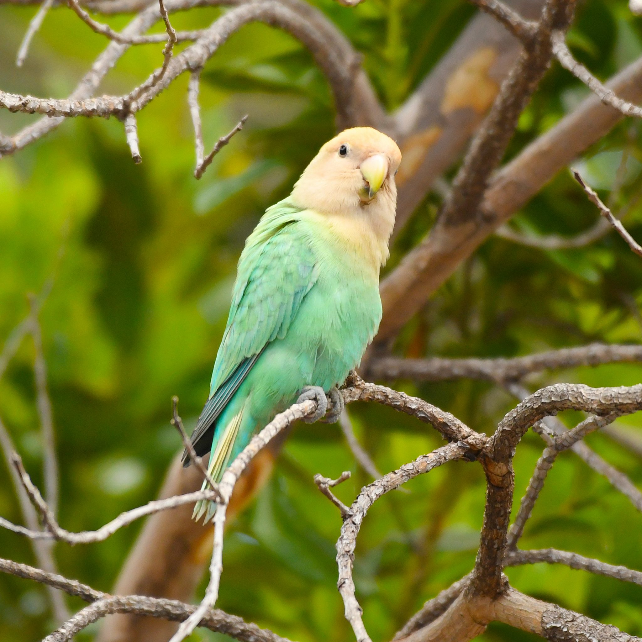 rosy-faced lovebird | Hawaiʻi Birding Trails