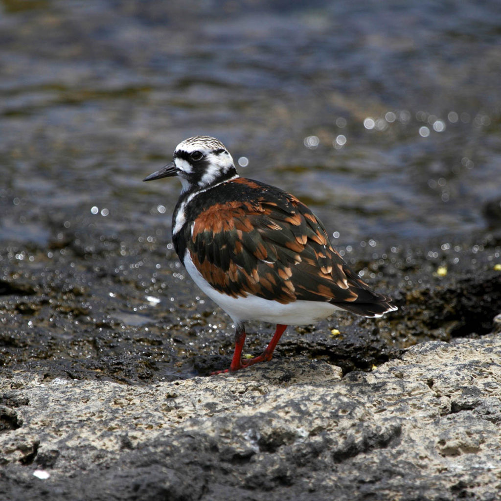 Hawaiʻi Birding Trails | ruddy turnstone