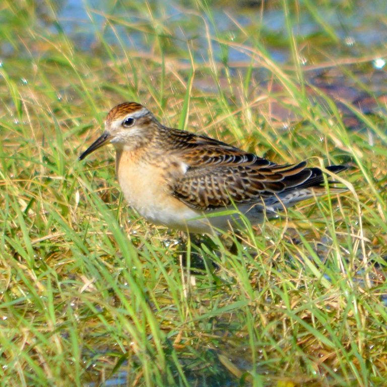 sharp-tailed sandpiper | Hawaiʻi Birding Trails