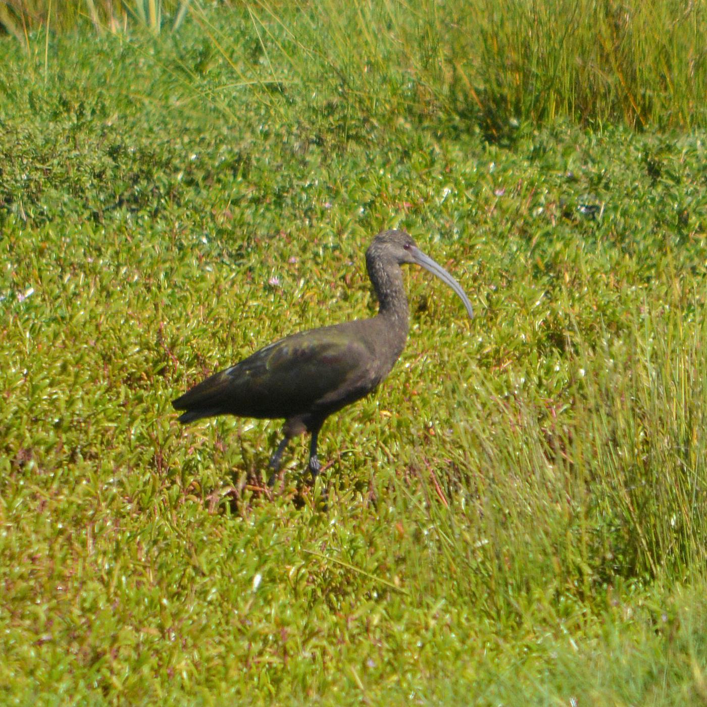 Hawaiʻi Birding Trails | white-faced ibis