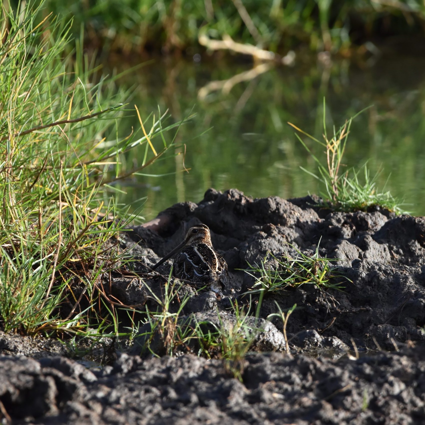 Hawaiʻi Birding Trails | Wilson’s snipe