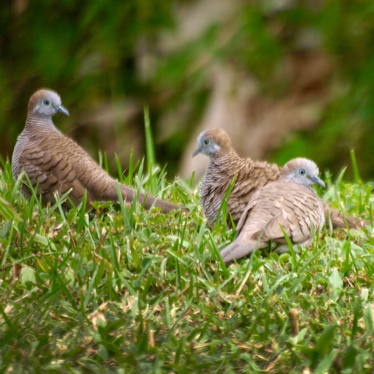 Hawaiʻi Birding Trails | zebra dove