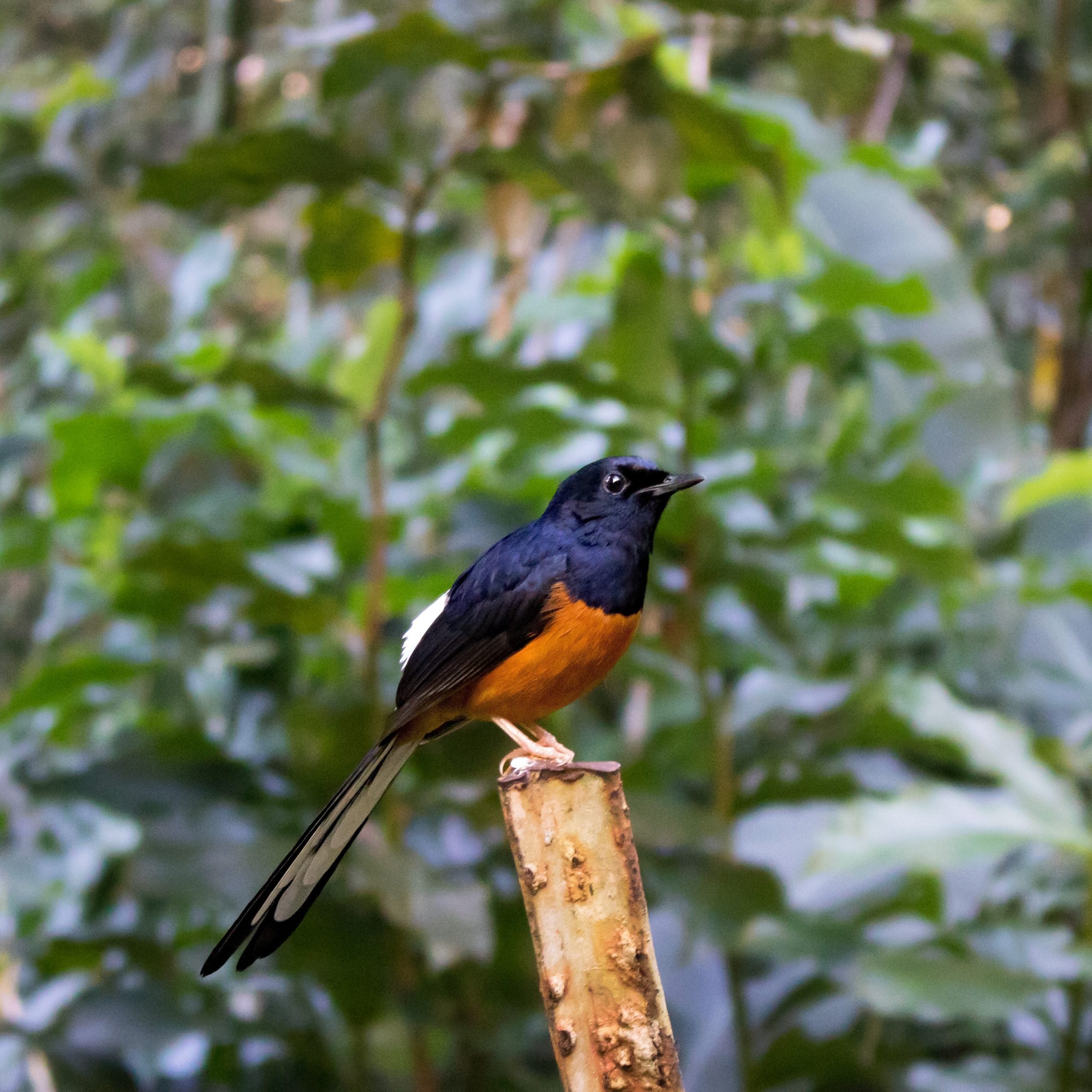 Hawaiʻi Birding Trails | white-rumped shama